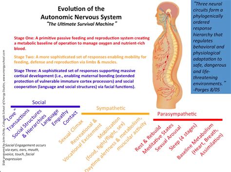 Exploring The Role Of The Autonomic Nervous System On Our Physical And