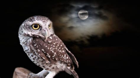Especies De Aves Nocturnas Nombres Y Ejemplos