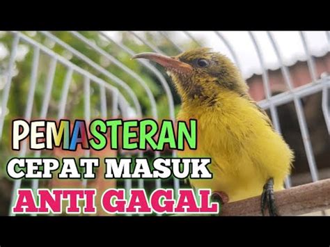 CARA PEMASTERAN BURUNG SOGON SOGOK ONTONG YANG BENAR YouTube