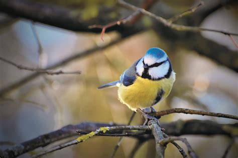 Blaumeise Singvogel Vogel Kostenloses Foto Auf Pixabay