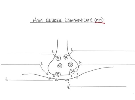 Axon Terminal Diagram Quizlet
