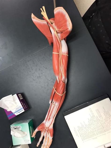 Arm Muscle Diagram Quizlet