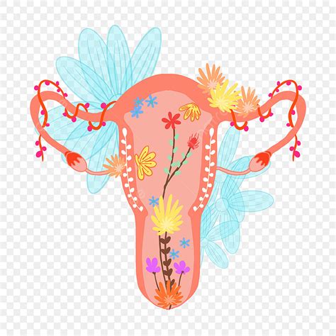 Female Reproductive System White Transparent Floral Hand Drawn Female