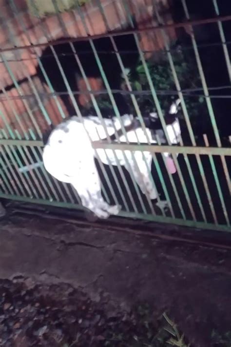 V Deo Cachorro Fica Entalado Em Grade De Port O E Latidos Mobilizam
