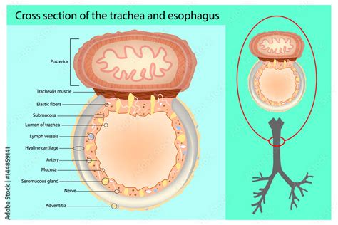 Trachea Esophagus Cross Section Stock Illustration The Best Porn Website