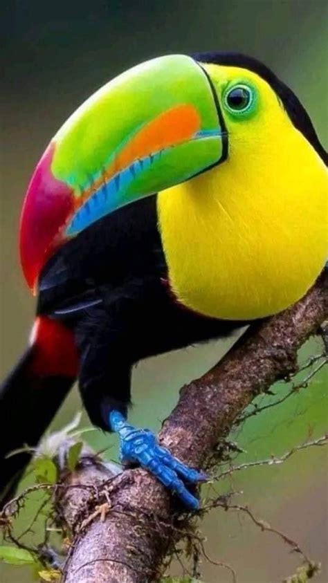 Pin by Bożenna Kolanowska on Ptaki Beautiful birds