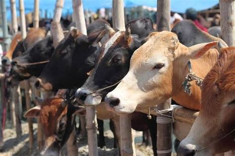 Daftar Harga Kambing Dan Sapi Untuk Kurban Idul Adha 2024 Terbaru