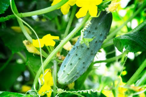 El Pepino Es Fruta O Verdura Huerto En Casa