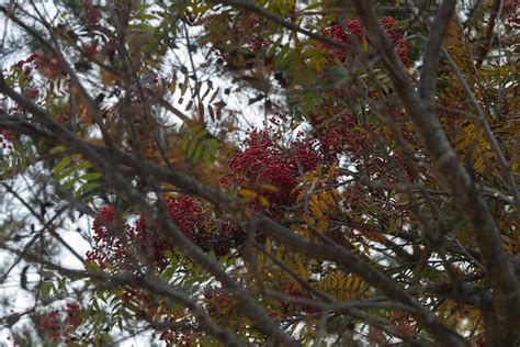 Fruta Otoño Naturaleza Foto gratis en Pixabay Pixabay
