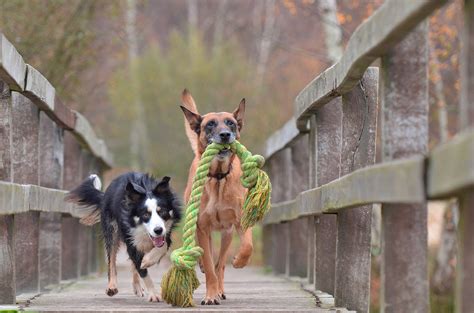Qué ejercicios puede o no hacer un perro