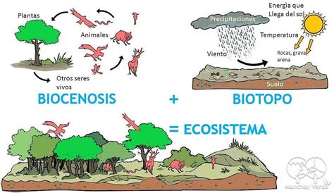 Biocenosis qué es Definición y diferencia con un biotopo