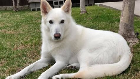 German Shepherd Mixed With Fox