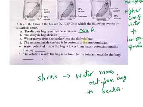 SOLVED 0 5 Sucrose Solution Is Placed In Beakers Dialysis Bags Are