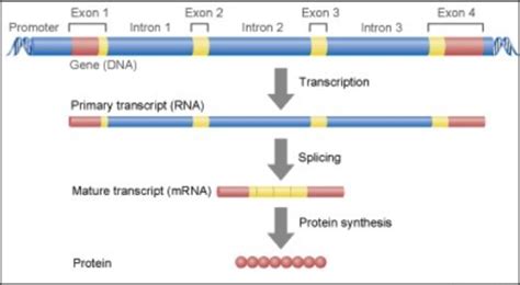 Chapter Gene Expression Flashcards Quizlet