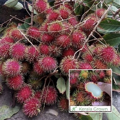 Keralagrown