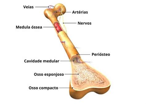 Sistema Esquel Tico O Que Fun O E Os Ossos Presentes No Sistema