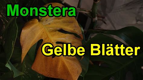 Monstera bekommt gelbe Blätter Was tun Entfernen abschneiden