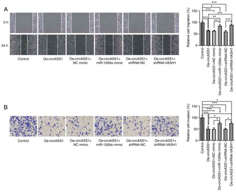 CircASS1 Overexpression Inhibits The Proliferation Invasion And