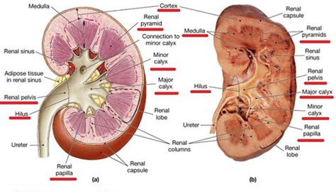 Anatomy Of Urinary System Flashcards Quizlet