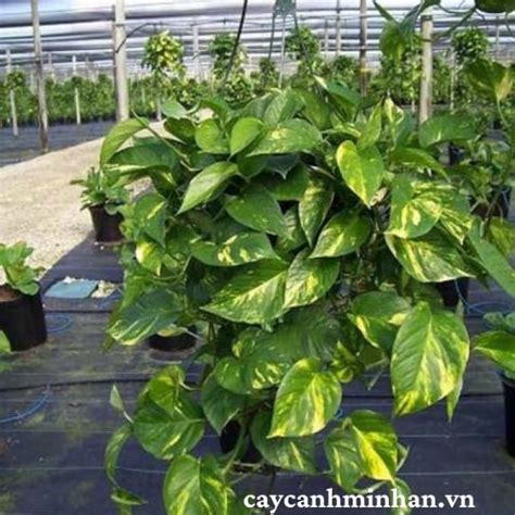 Vạn niên thanh treo rủ dài Ý nghĩa và tác dụng của cây vạn niên thanh