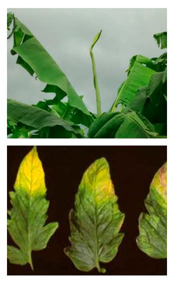 Fagro Deficiencias Nutrimentales Productos Para Deficiencia De Boro B