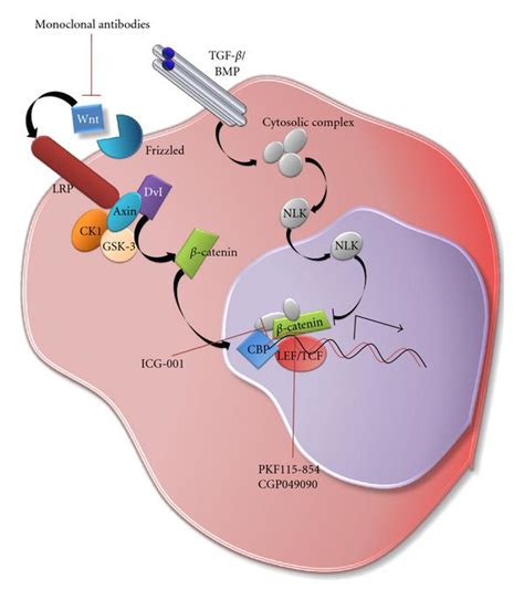 Schematic diagram of the canonical Wnt β catenin signaling