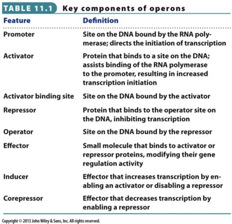 Regulation Of Gene Expression Flashcards Quizlet