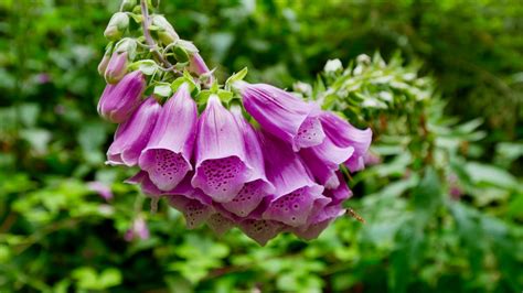 Top 10 Most Poisonous Flowers You Should Avoid My Wanderlust Adventures