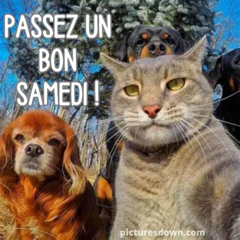 Bon Samedi Humour Image Chat Et Chien