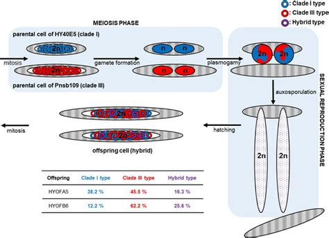 schematic diagram of sexual reproduction in pseudo nitzschia and download scientific diagram