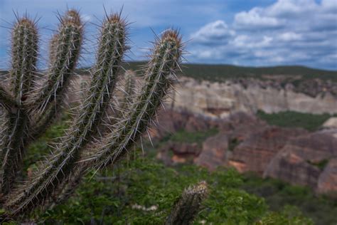 Flora da Caatinga Características e lista 30 espécies do bioma