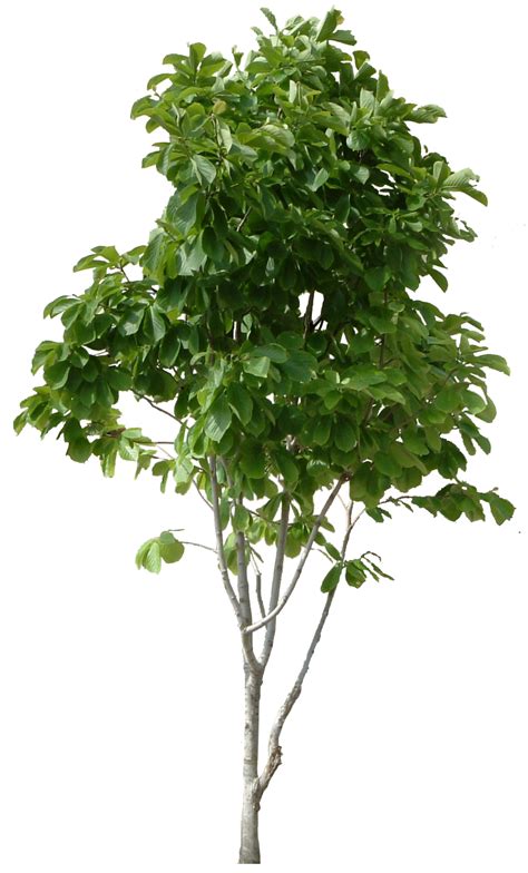 Plant Wood Tree Png Image Purepng Free Transparent Cc Png Image