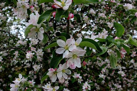 Flor De Manzana Florecer Primavera Foto Gratis En Pixabay