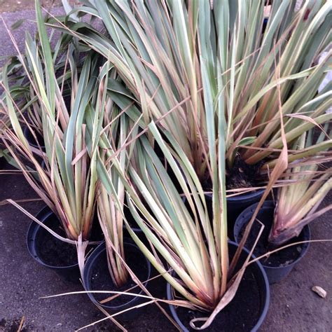 Phormium Tenax Variegata Variegated New Zealand Flax In Gardentags