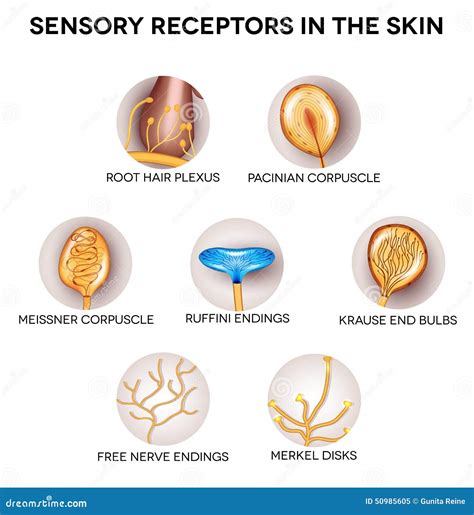 Sensory Receptors In The Skin Stock Vector Image 50985605