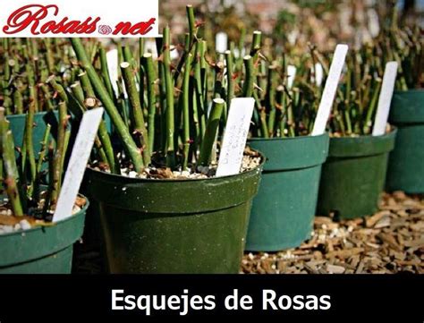 Como Plantar Una Rosa Consejos Y Trucos Para Su Cuidado