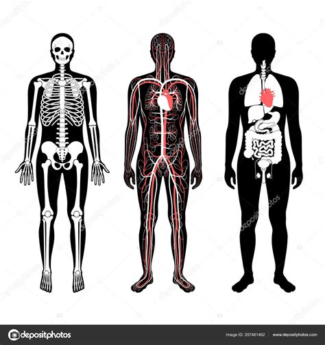 Estrutura Interna Do Corpo Humano Imagem Vetorial De Pikovit 357461462