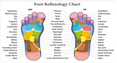 Diy Foot And Hand Reflexology Including Foot Reflexology Chart Free