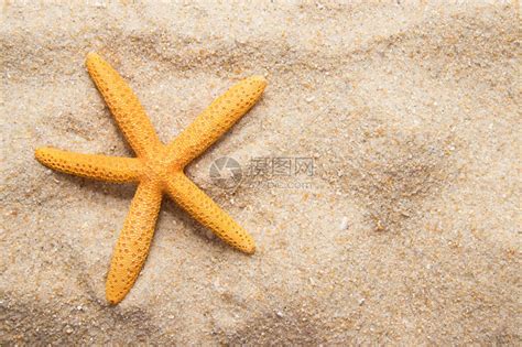 海星躺在沙滩背景上高清图片下载 正版图片504053775 摄图网