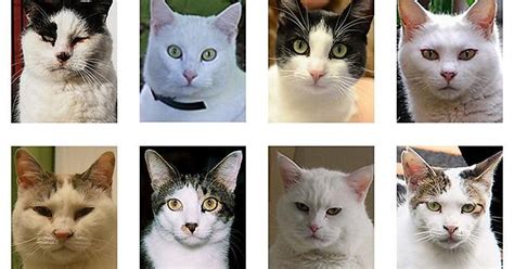 serious cat faces that are recognized as human faces by a face detection algorithm imgur