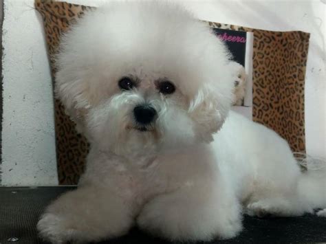 Magnifiques chiots Bichons Frisés LOF Petite Annonce chien