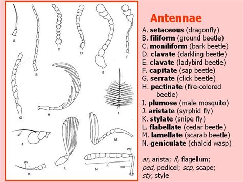 External Morphology Of Insects