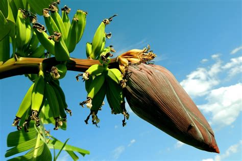 Método inovador para plantar bananeira em vaso aprenda a cultivar
