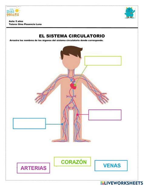 The Circulatorio And Its Major Branches Are Labeled In This Diagram