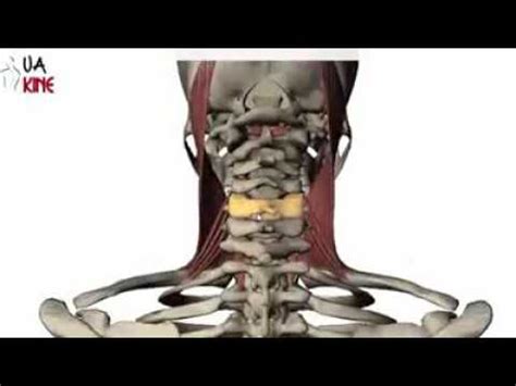 Columna Cervical Biomecanica YouTube