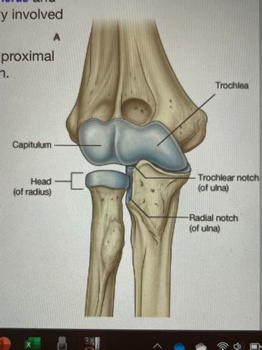 Elbow Joint Flashcards Quizlet
