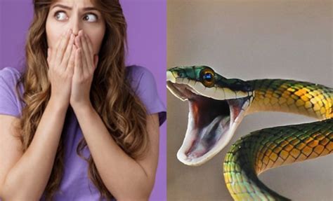 O Significado Dos Sonhar Cobras Descubra Os Diversos Significados