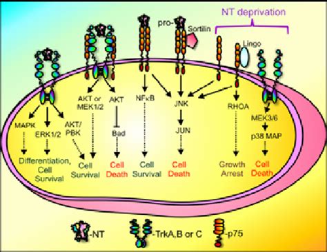 A Simplified Summary Of The NT Signaling Pathways NTs Binding To Trk