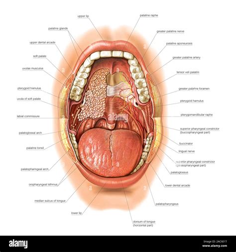 Illustration Of The Oral Cavity This Anterior View Labelled