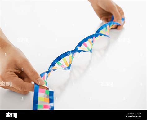 DNA Model Experiment Step 6 Of 6 Twist The Ladder To To Create A